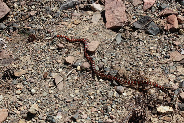 Aztec Peak, Arizona, April 2016 – GlassMountains Trip Reports