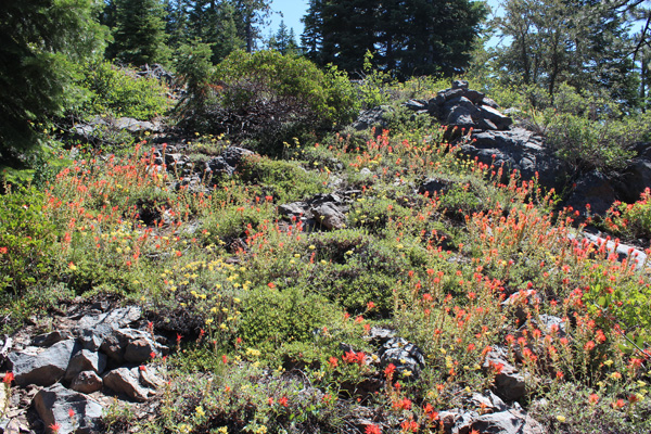 Firery colors on Fuego Mountain – GlassMountains Trip Reports